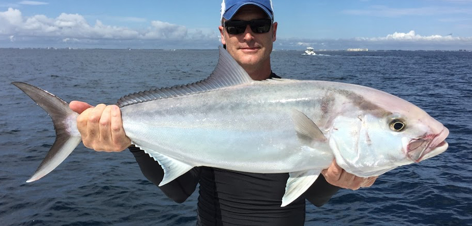 Behind the French Menu: Sériole or Sériole Couronnée – The Amberjack or ...