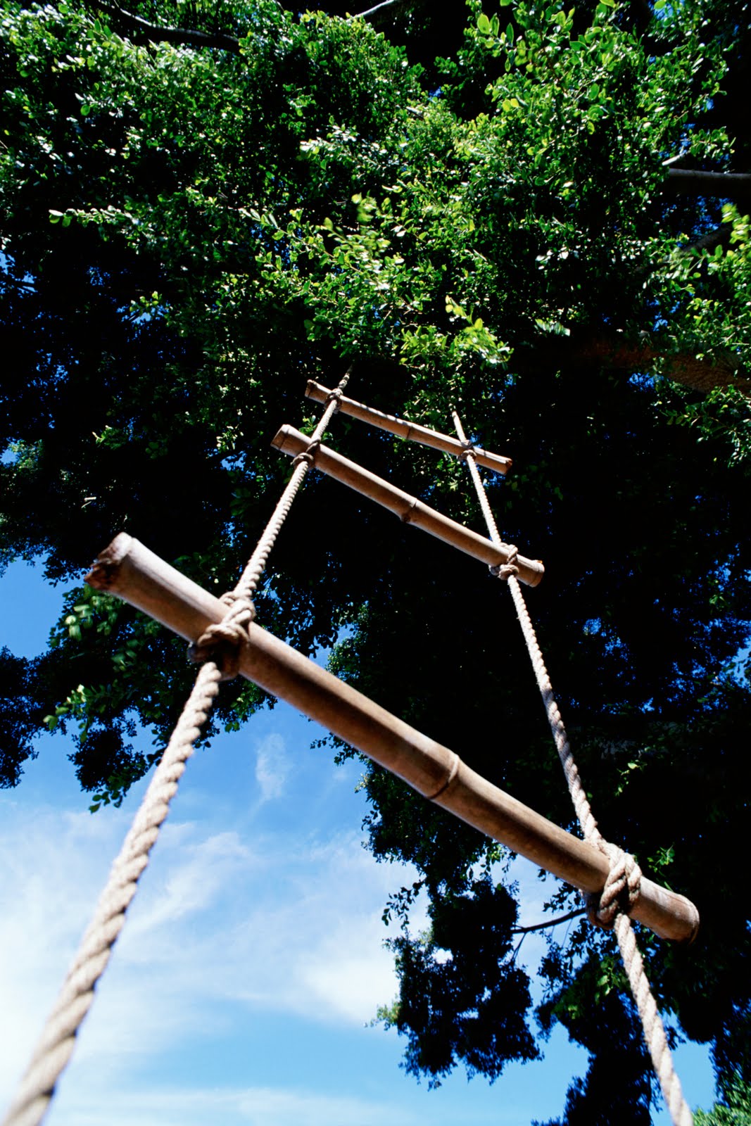 RedVector Green Blog: Climbing the Green Ladder: 5 Sites for Great ...