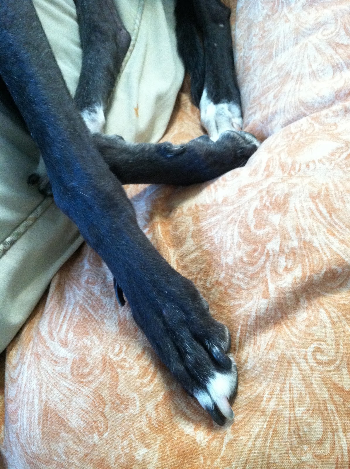 Northern Lights Greyhound Adoption Dog Blog: NLGA Photo Roundup ...