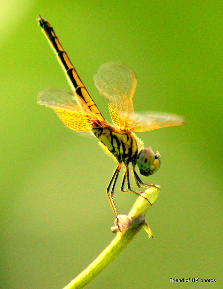 Photographic Wildlife Stories in UK/Hong Kong: Colourful Dragonflies
