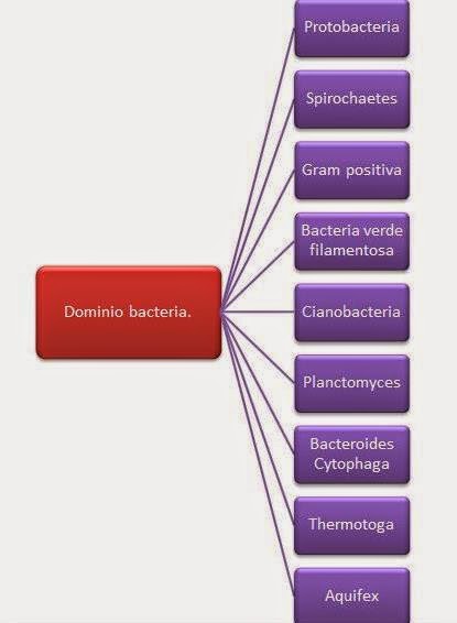 Microbiología: Dominio Bacteria