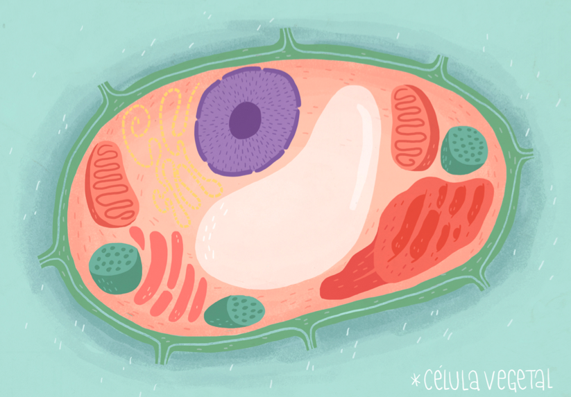 Celula animada - Imagui