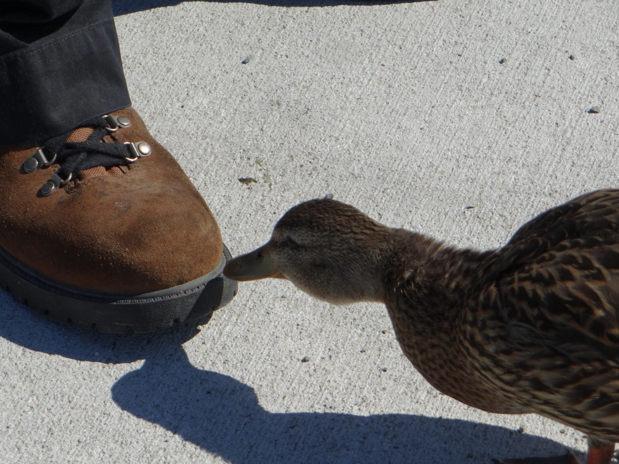 Don't Eat the Paste: Young ducks, geese and seagulls- photo post