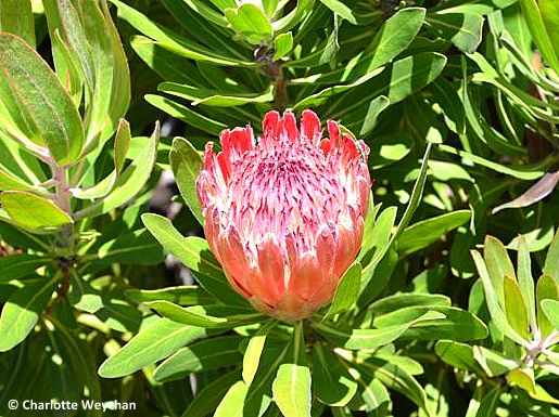 Fun Friday - Plentiful Proteas at Santa Cruz Arboretum
