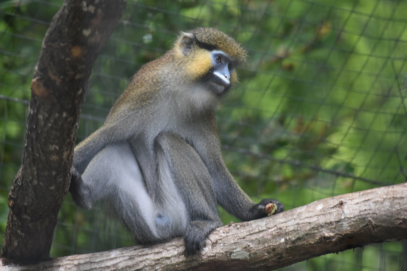 ZOOTOGRAFIANDO (6.100 ANIMALS): CERCOPITECO DE HOCICO AZUL / RED-TAILED ...