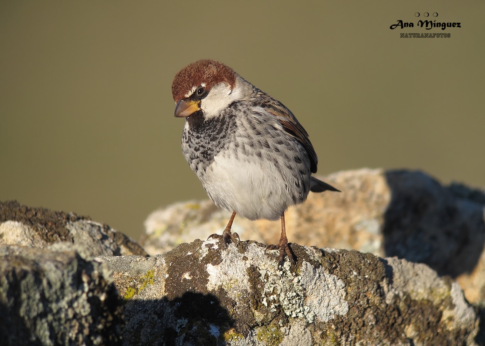 NATURANAFOTOS: Gorrion moruno/ Spanish Sparrow