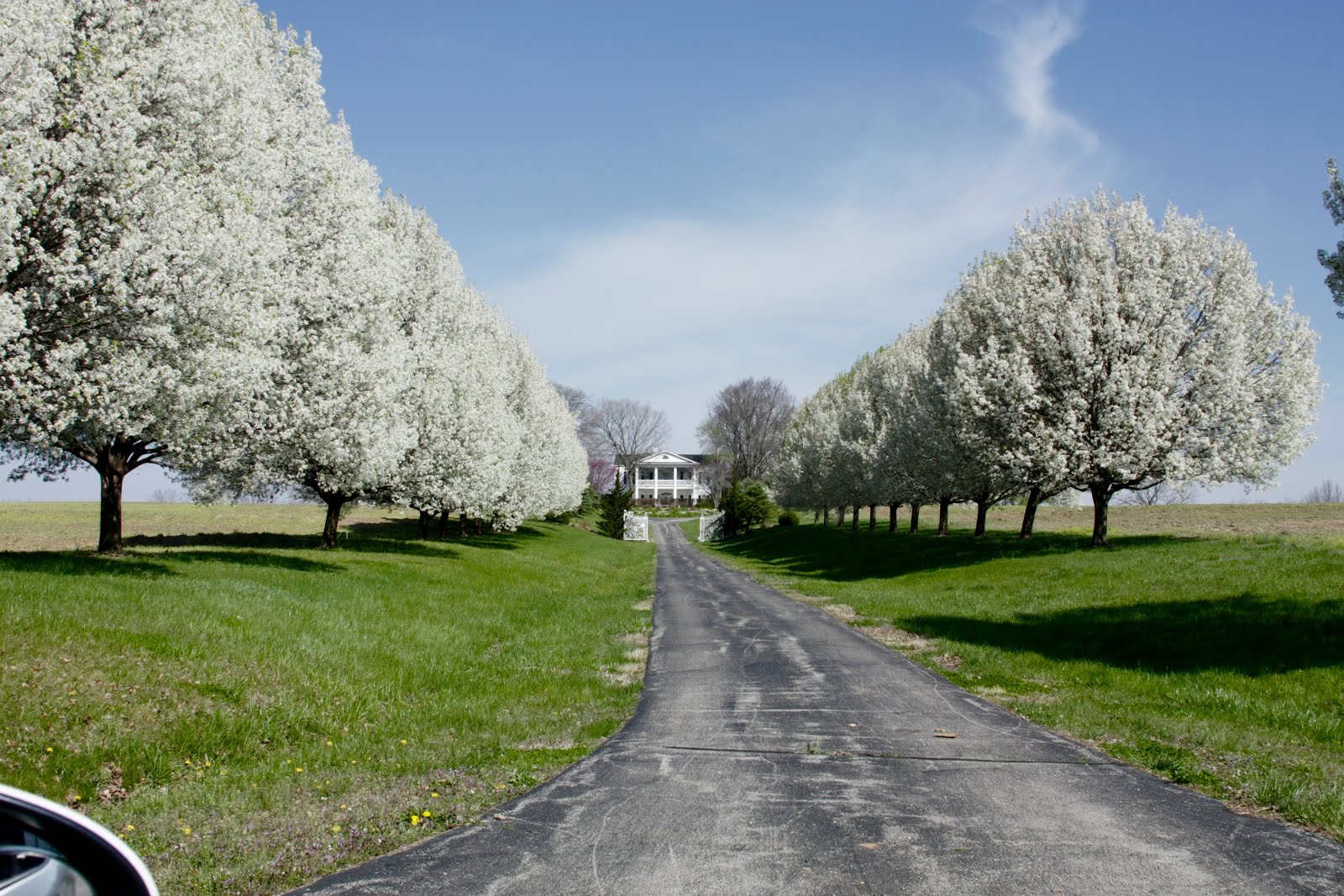 Kranky Granny: Durant Ashmore and the curse of the Bradford Pear Tree