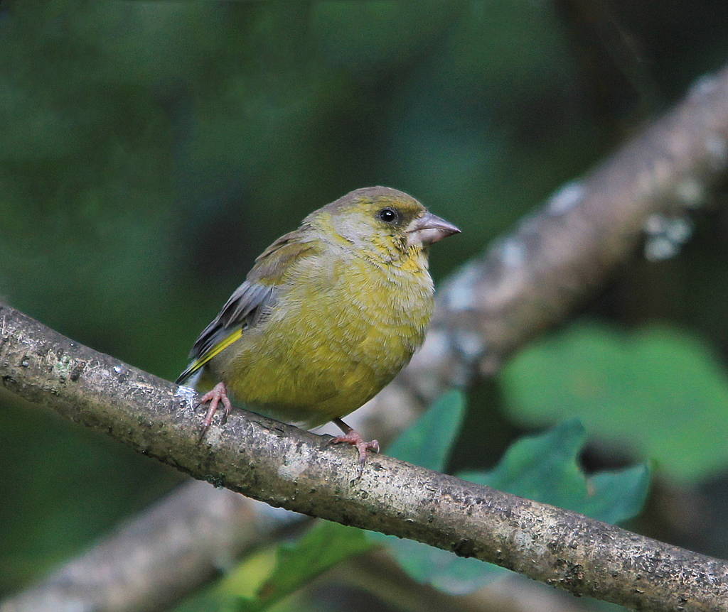 Elämää: Viheriäiset peipot