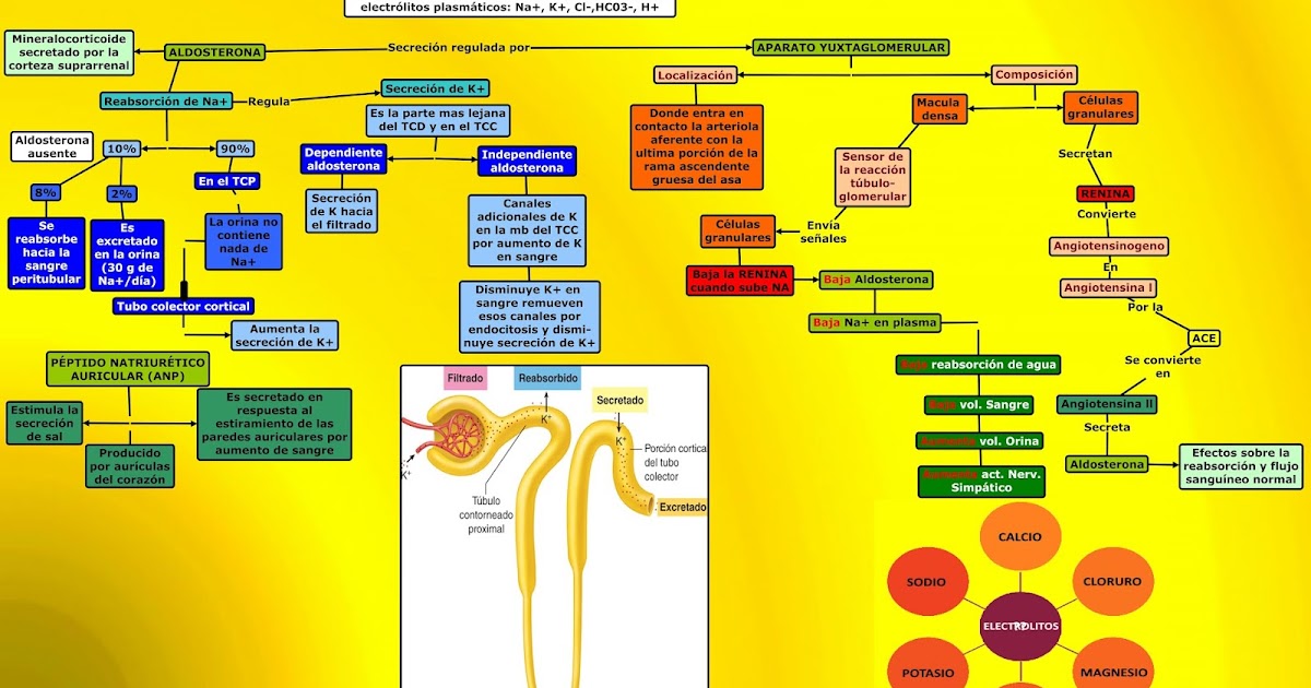 RIÑÓN-Electrolitos-Ácidobase-Sistema RAA