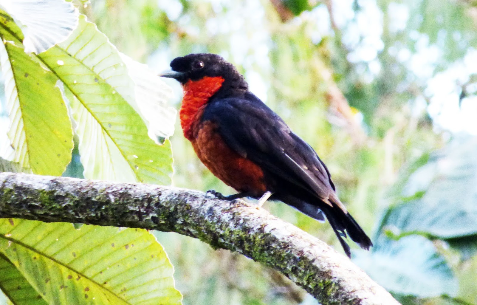 Birds on the brain: Welcome to Colombia, Birdiest Country on Earth
