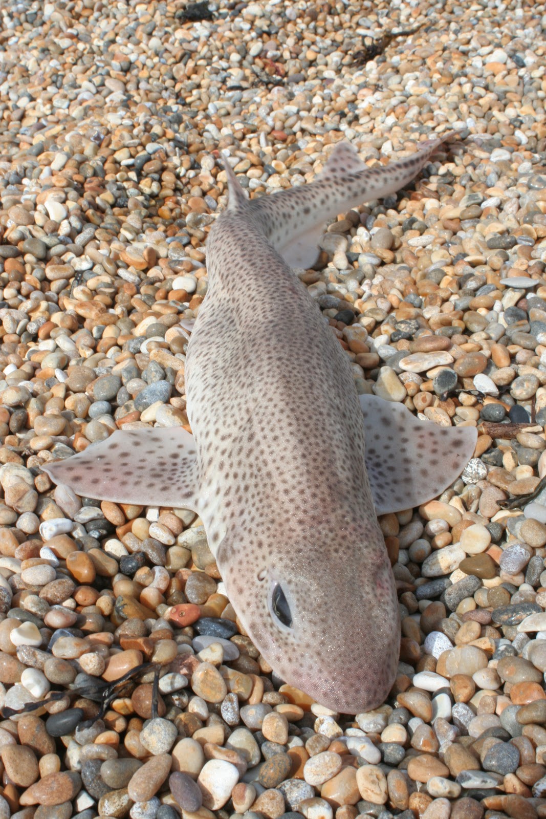 Mat Manning's Air Rifle Hunting: Dogfish preparation