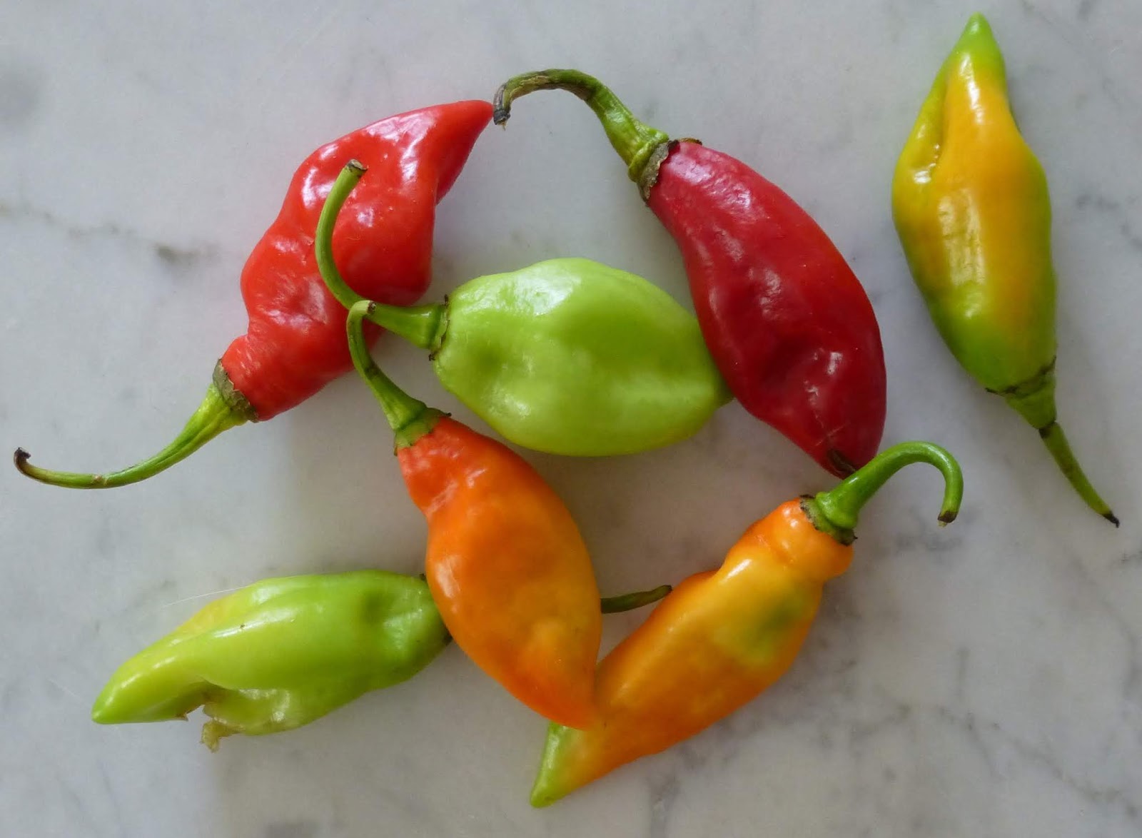 A French Education: THE ALTERNATIVE CHILI PEPPER