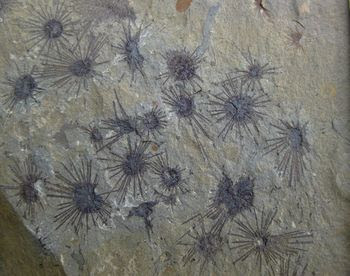 Life Before the Dinosaurs: Choia.