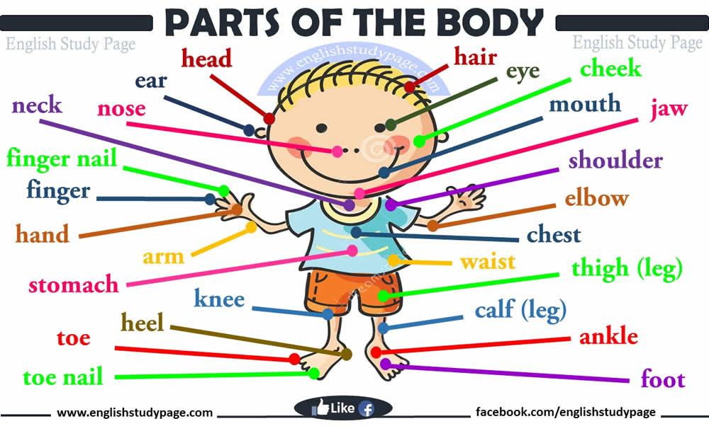 English By My Own Body Parts English By My Own Body Parts