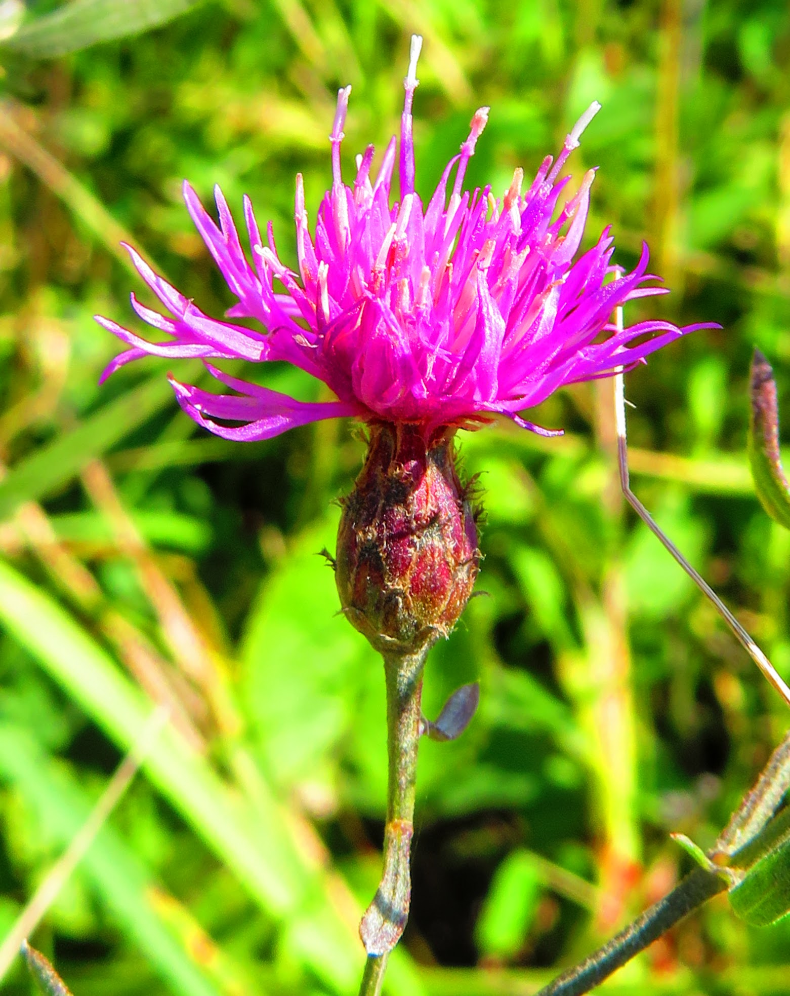 Tales From The Wood Booger: Wildflowers & Insects Of Autumn 2020