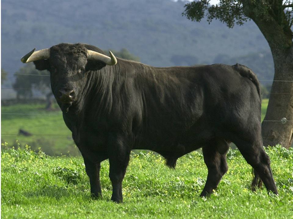 PANORAMA TAURINO DEL PERÚ: COMPORTAMIENTO DE LA AFICIÓN DE ACHO