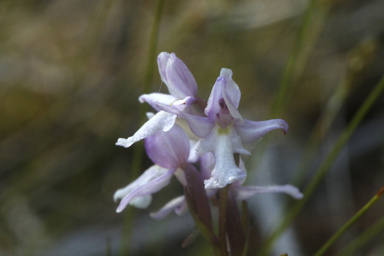 Native Orchids of the Pacific Northwest and the Canadian Rockies: 2018