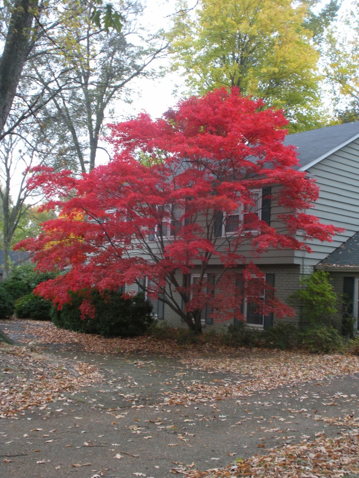 Memphis Trees: November 2013