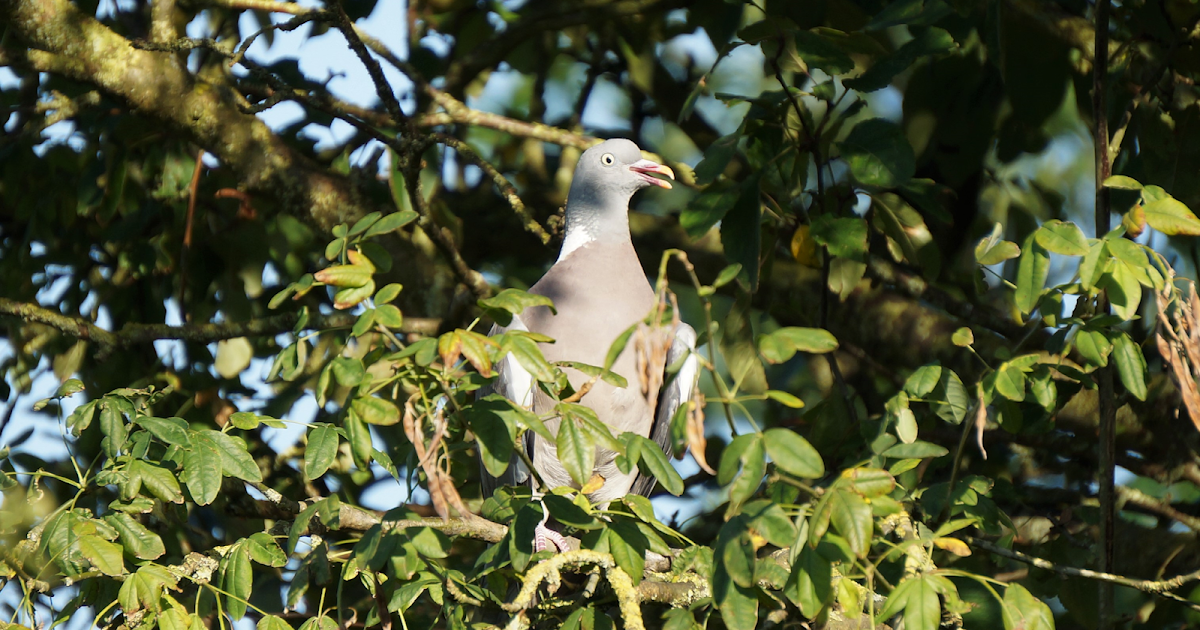 Mevrouw W.: een hijger