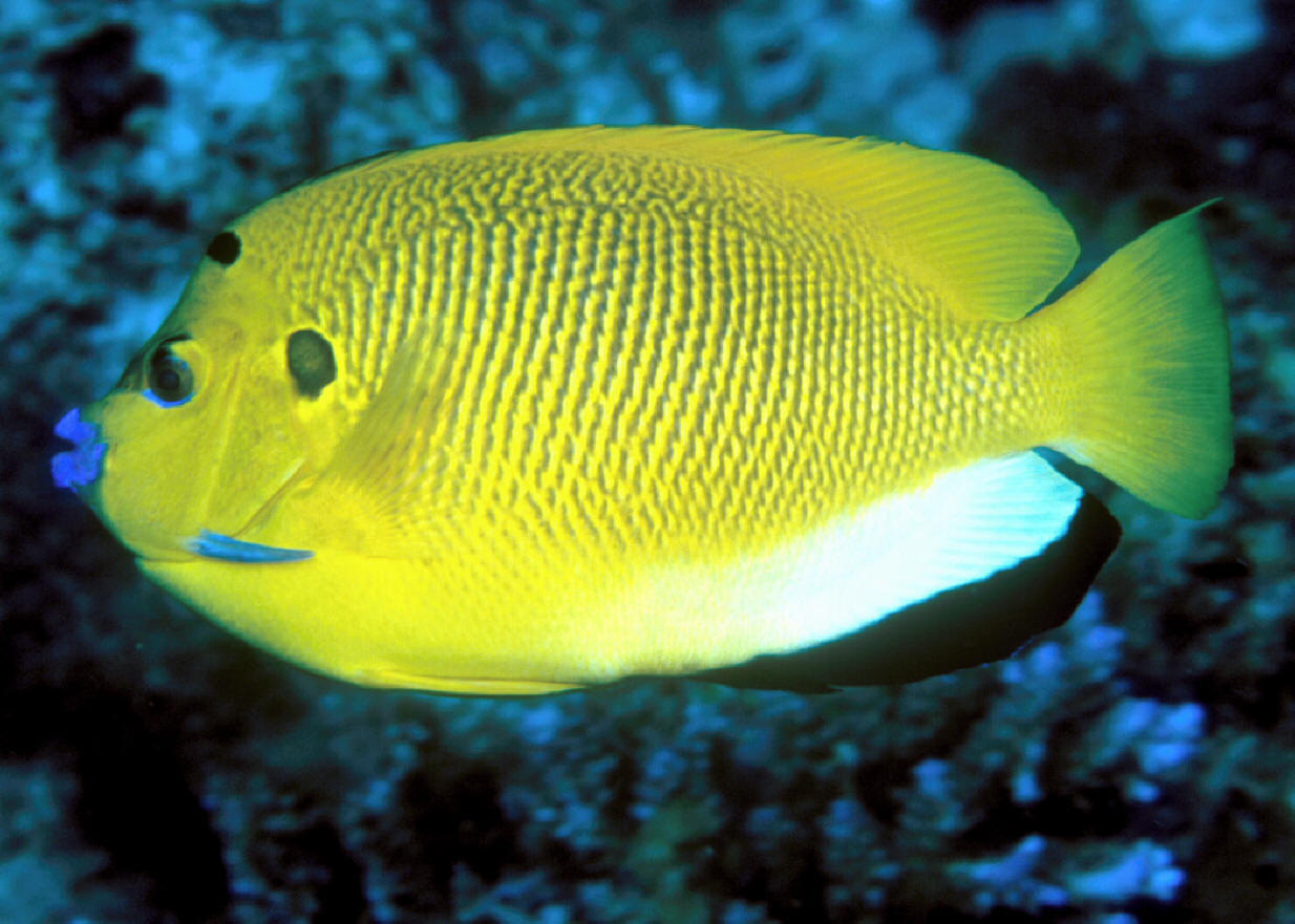 animal: Marine Angelfish