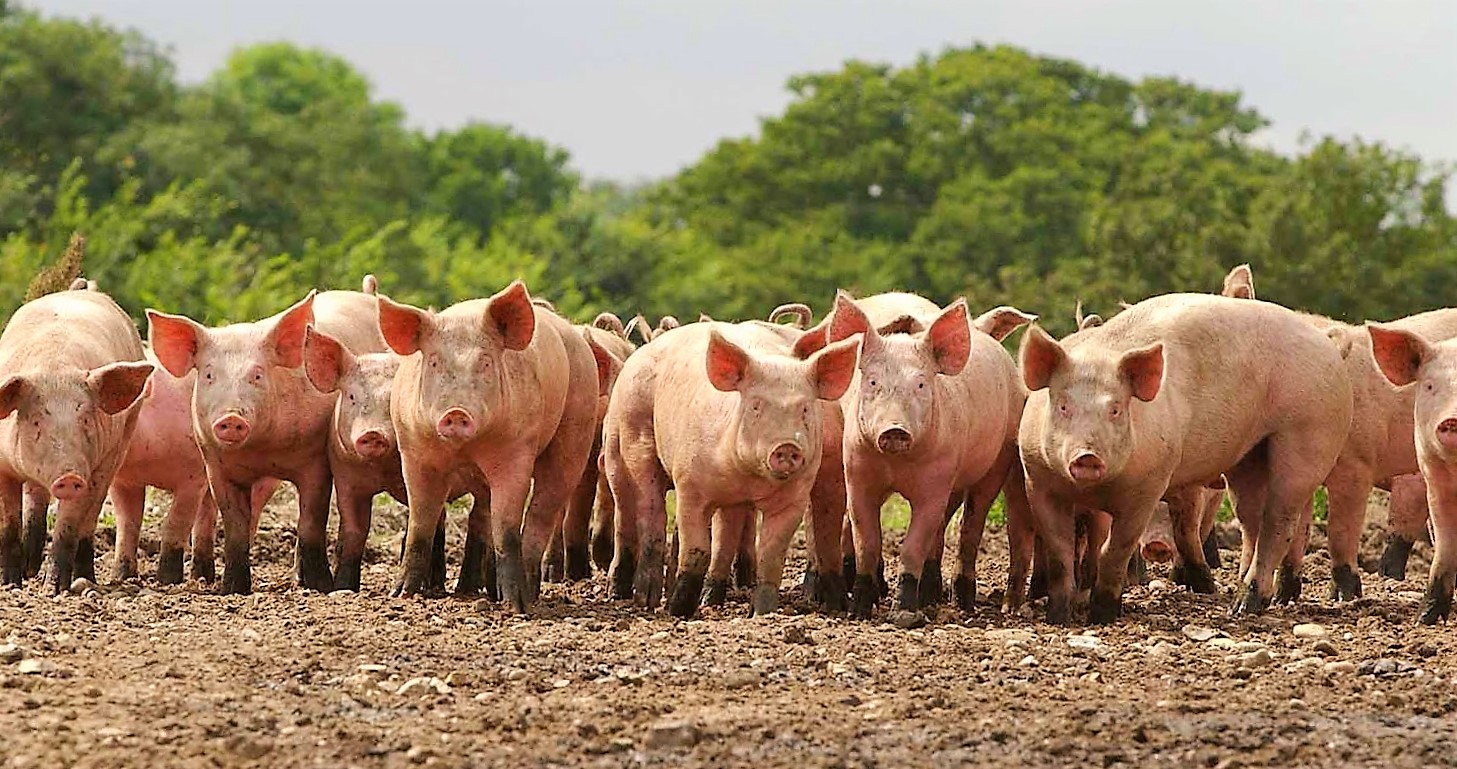 Fieggentrio: Gulzige geilbak. Het varken.
