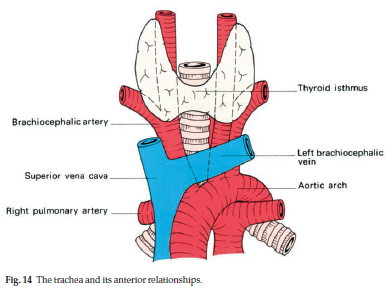 Understanding the Clinical Guide to Anatomy: The Thorax-Lower ...