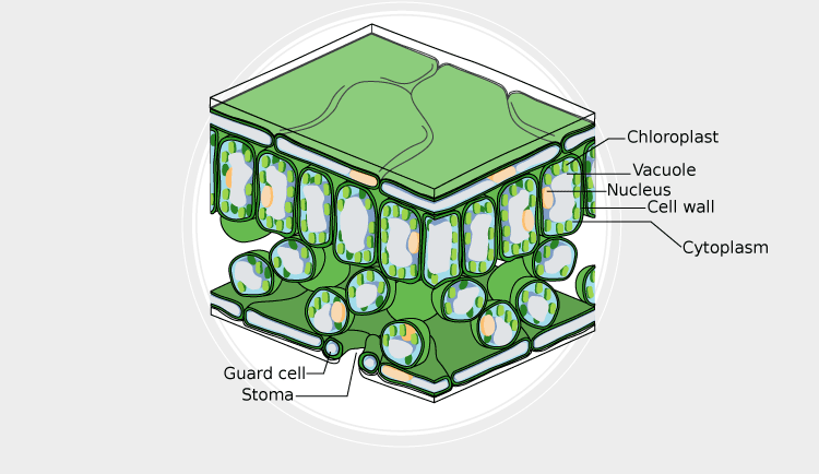 Kamana & Prabhas: Plant Tissue - Types, Characteristics, Occurence and ...
