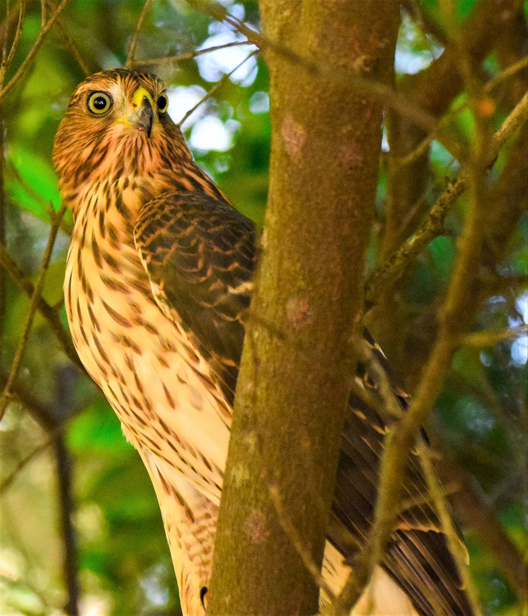 Cooper's Hawk Eyes at Rose Holeman blog