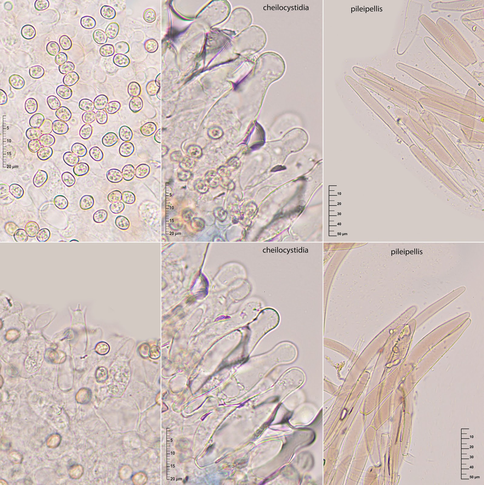 Pluteus hispidulus var. hispidulus (Fr.) Gillet • CEMAS