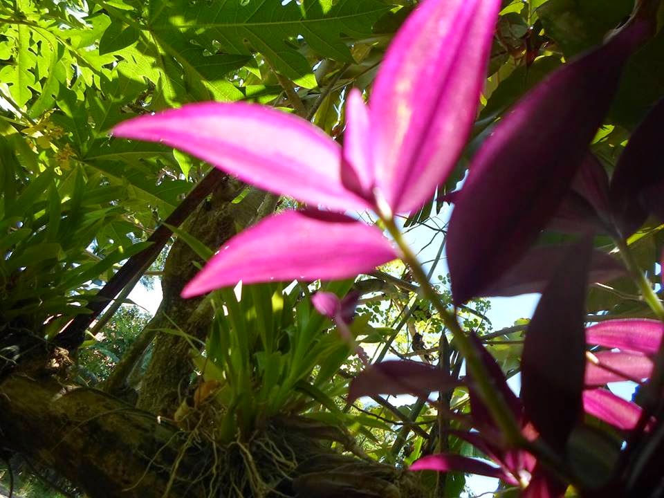 Photographic Handbook of Phil. Plants and Flowers: T