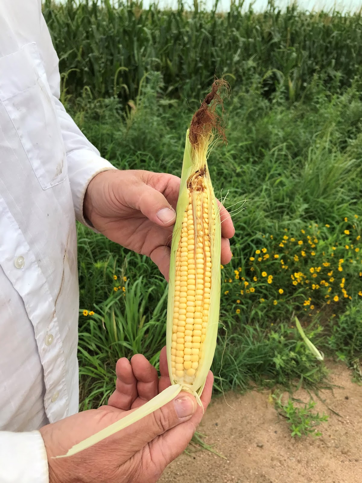 Kim's County Line: Third Time's the Charm?