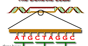# 35 The genetic code - protein synthesis | Biology Notes for A level