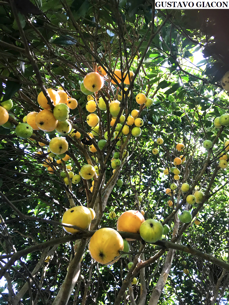 Viveiro Ciprest - Plantas Nativas e Exóticas: Cambucá ( Plinia edulis )