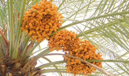 DIÁRIO COM A NATUREZA: 04 DE NOVEMBRO - TAMARA - TAMAREIRA - FLOR - FRUTA