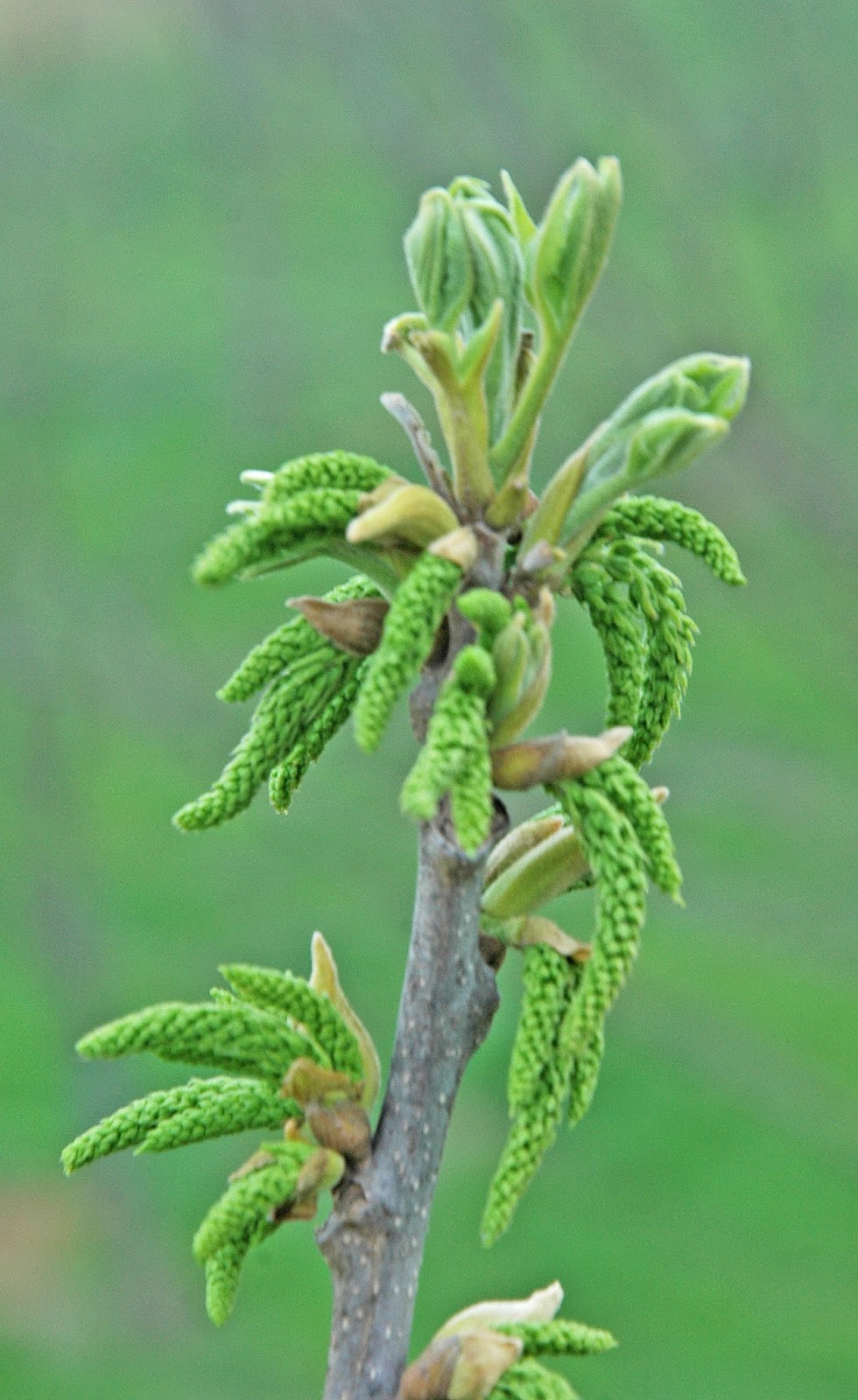 Northern Pecans: Bud break after early April freezes