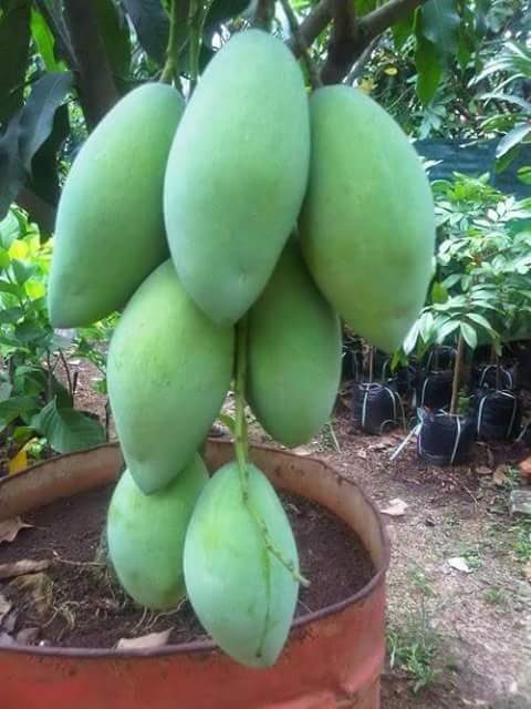 How To Start gardening Mango in a pot or poly bag | Gardening ...