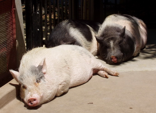 Historic American Landscapes Survey: Fairytale Town, William Land Park ...