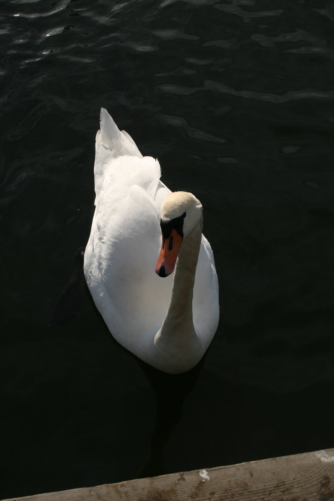 Sara skriver: Svansande svanar med svans