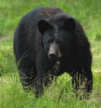 Endangered New Jersey: Always Controversial Bear Hunting Season Open