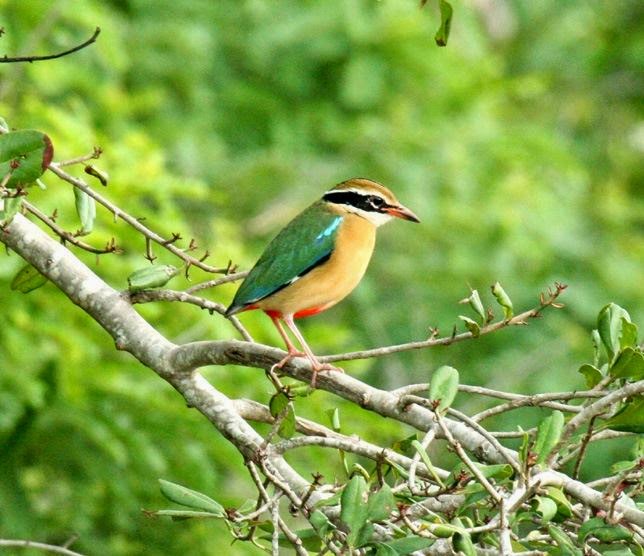 AWICHCHIYA.: AWICHCHIYA.