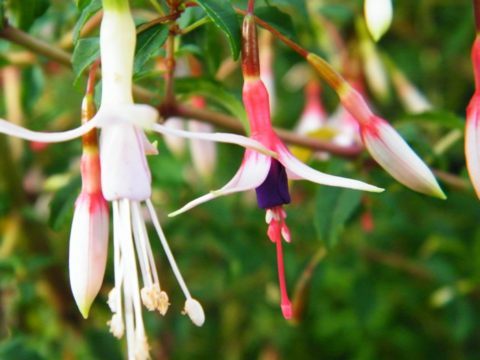 Fuchsia magellanica «aljaba» - Id Plantae