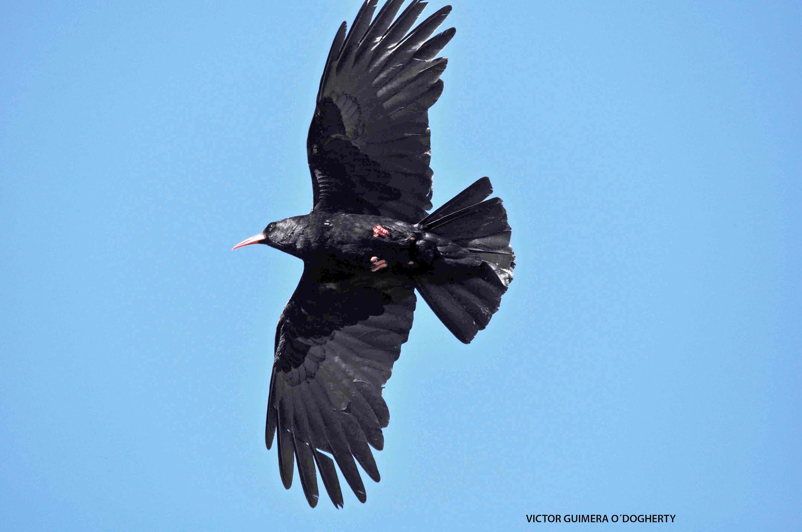 Mis imágenes de aves: CHOVA PIQUIRROJA