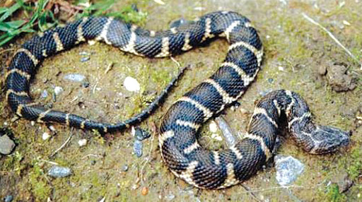 Snakes of Medical Importance in Nepal | Gyan Park
