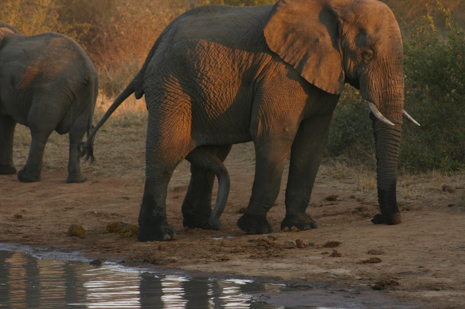 Livin The Dream: DAY #5 (July 3) - Elephants!!!
