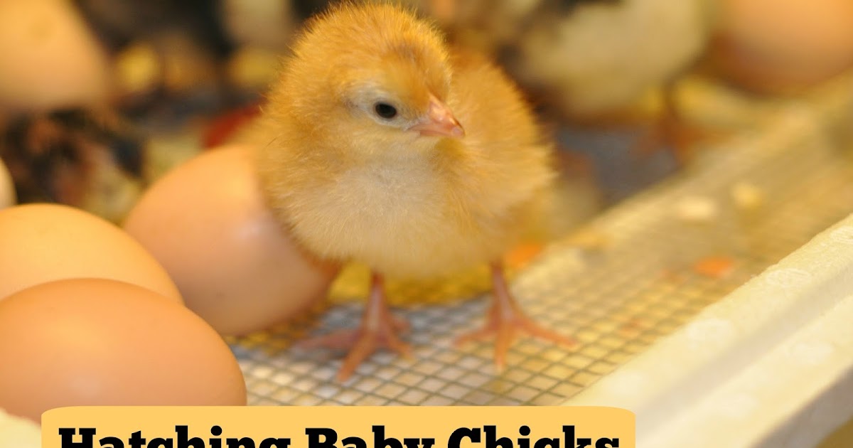 Savor The Days: Hatching Baby Chicks
