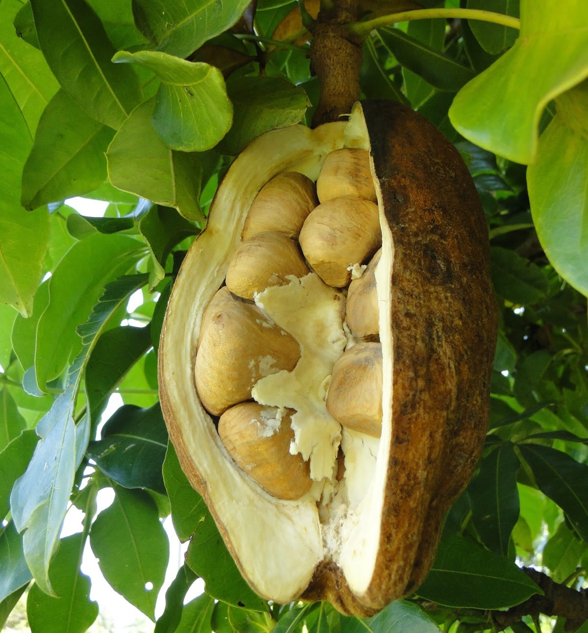 Curiosidades Vegetais: A munguba