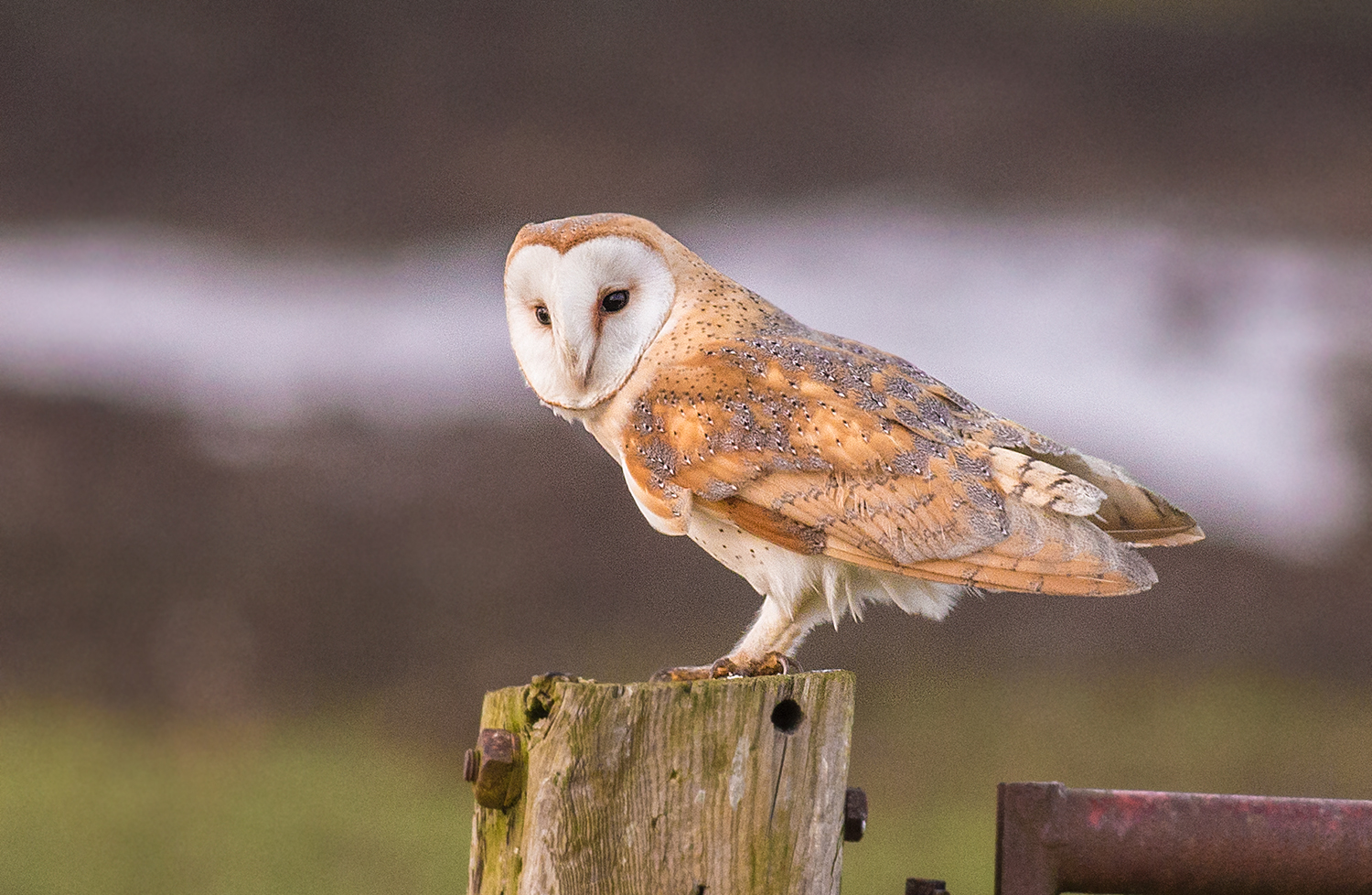 Just Wild Images by Will Bowell: Barn Owl