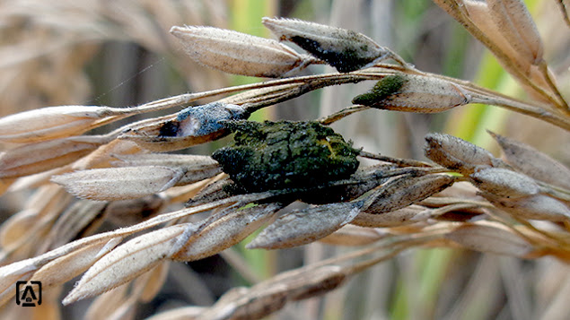 diseases of rice ~ Plant diseases identification