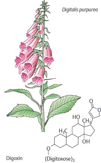 Digitalis purpurea