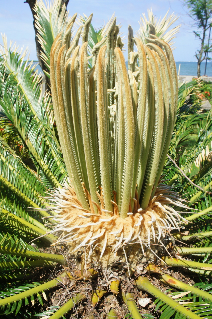 Bulusan Graffiti: 'Oliba' Bulusan's 'palm' of choice for the Palm ...